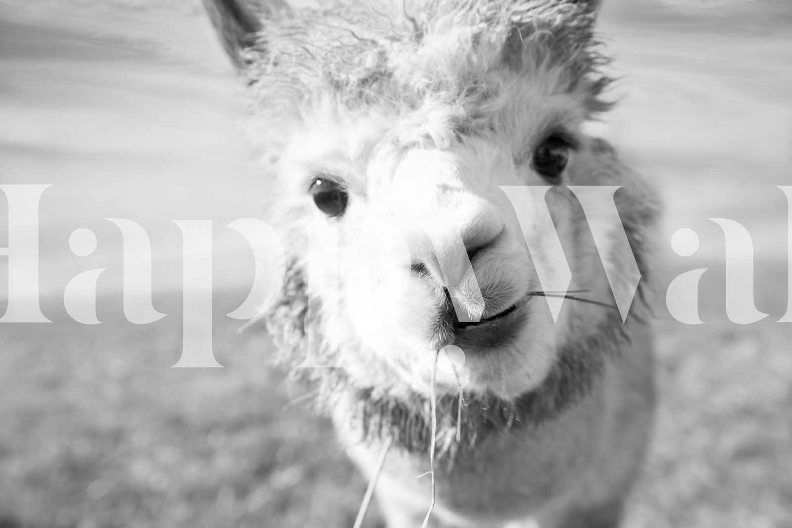 Cute Alpaka Black and White Wallpaper
