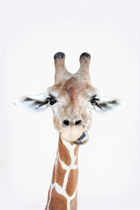 Happy Giraffe Wallpaper - happywall.com