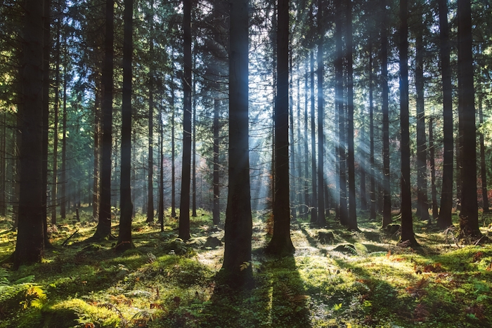 Enchanted Forest Light - Wallpaper