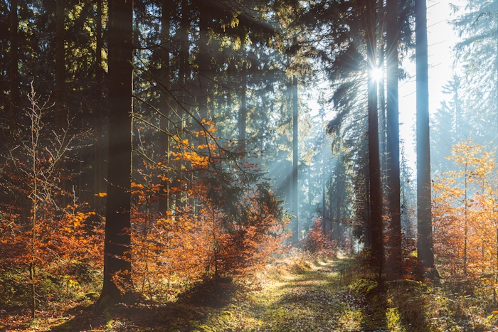 Forest Light Wallpaper for Cozy Living Spaces