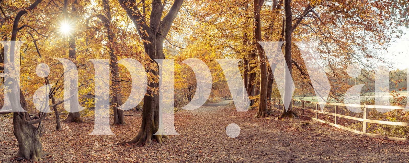 Amber Path Wallpaper | Happywall.com