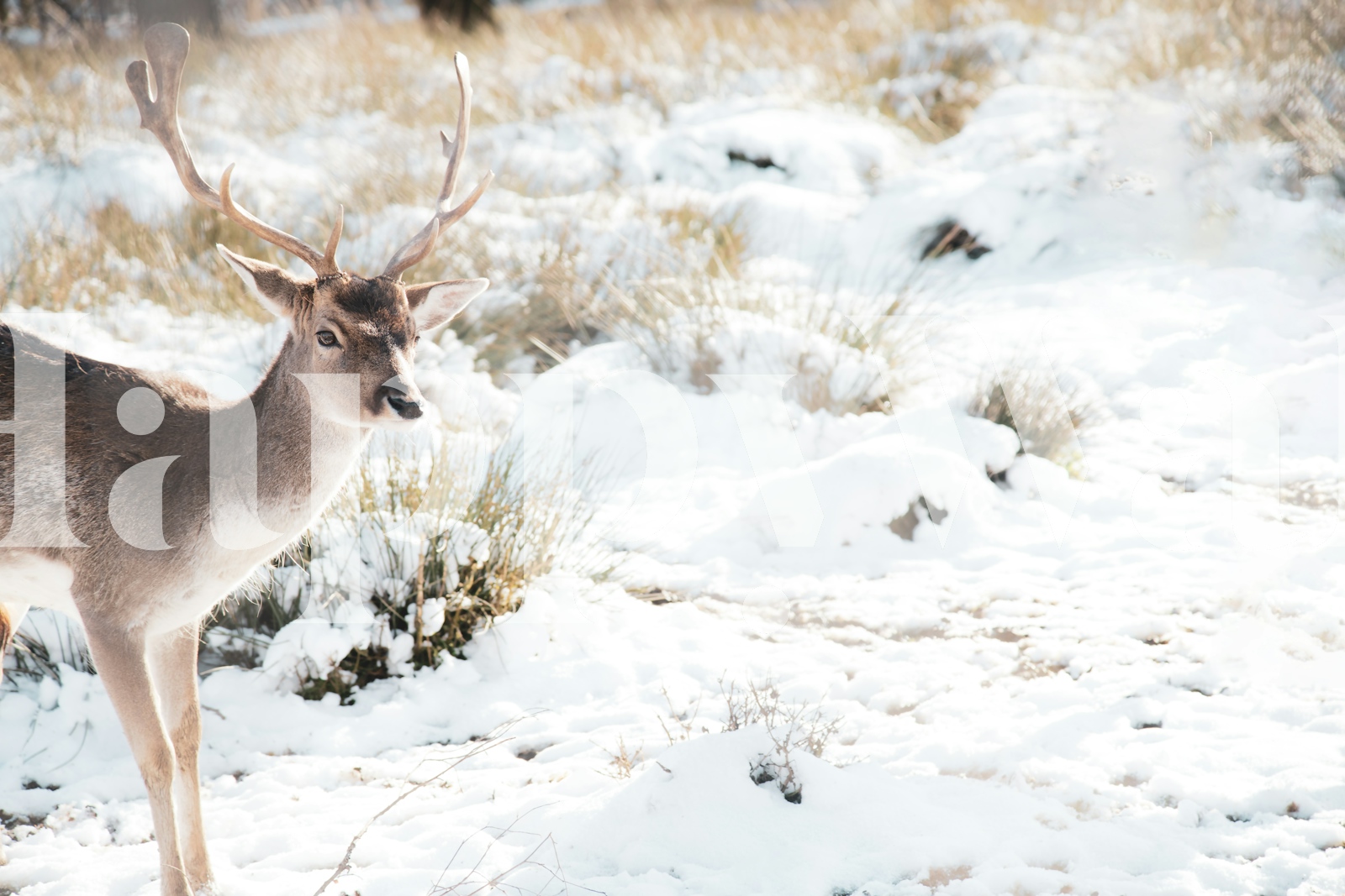 Graceful Stag in the Winter - Happywall.com