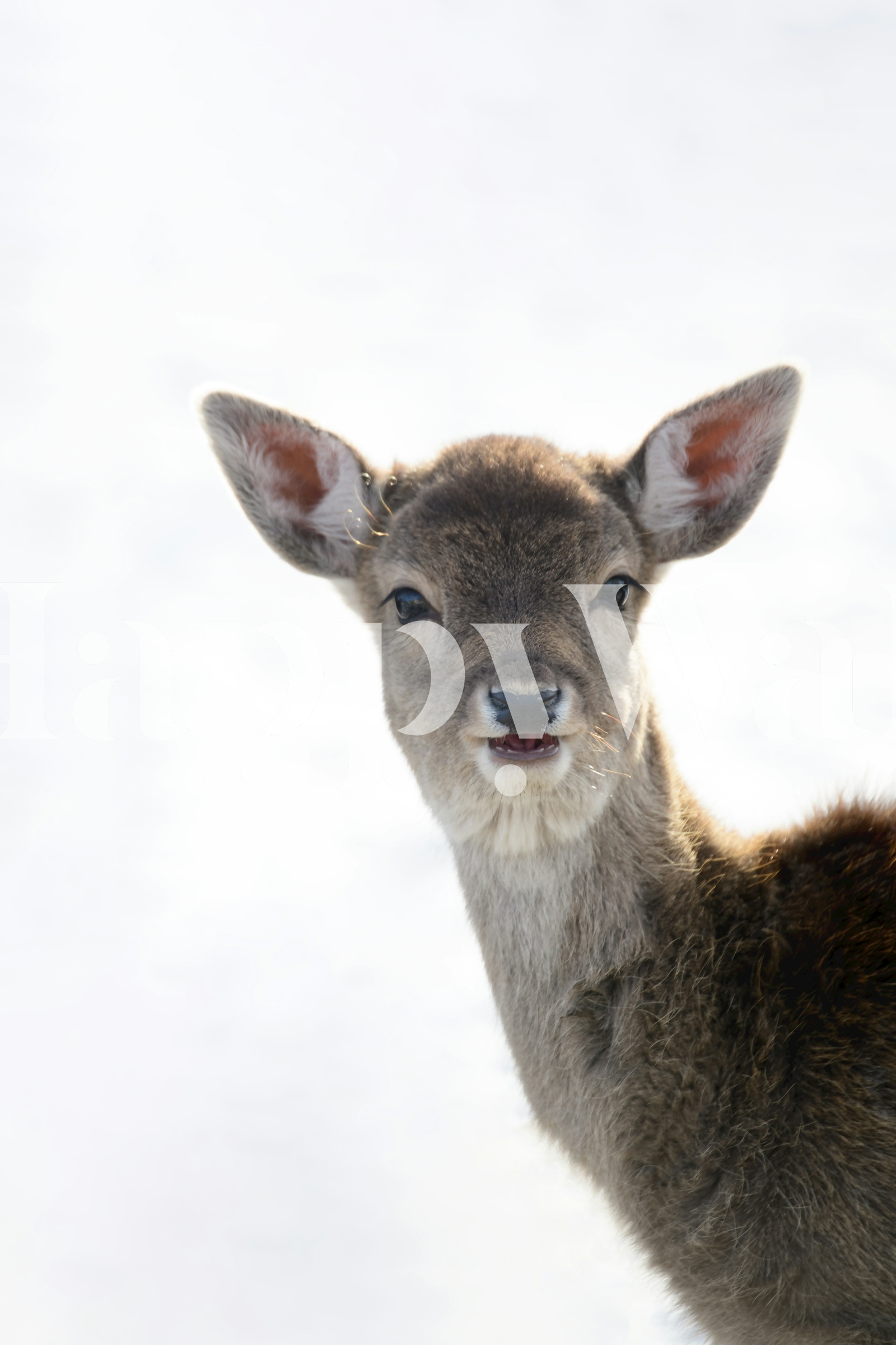 Cute little Fawn 2 - HappyWall