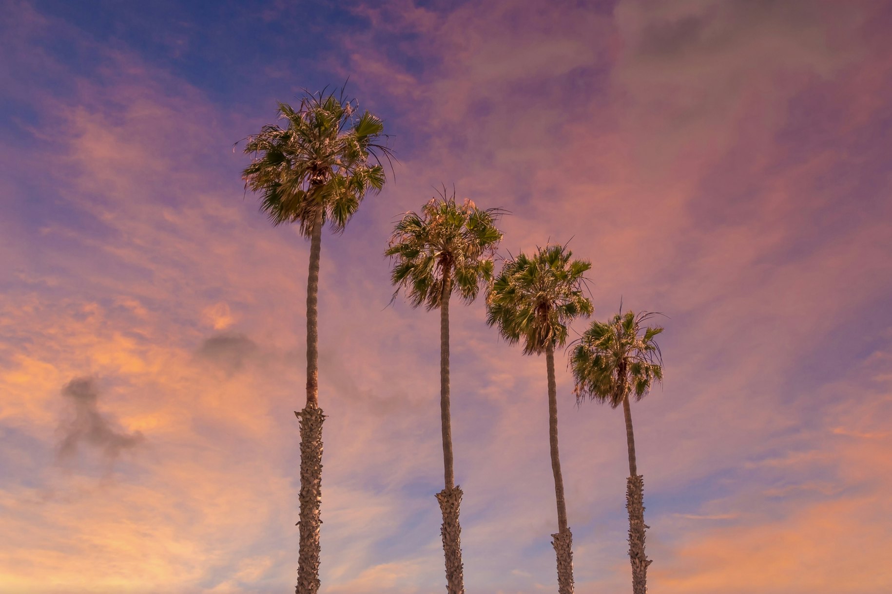 Palm Trees Sunset Wallpaper - Buy Now at Happywall