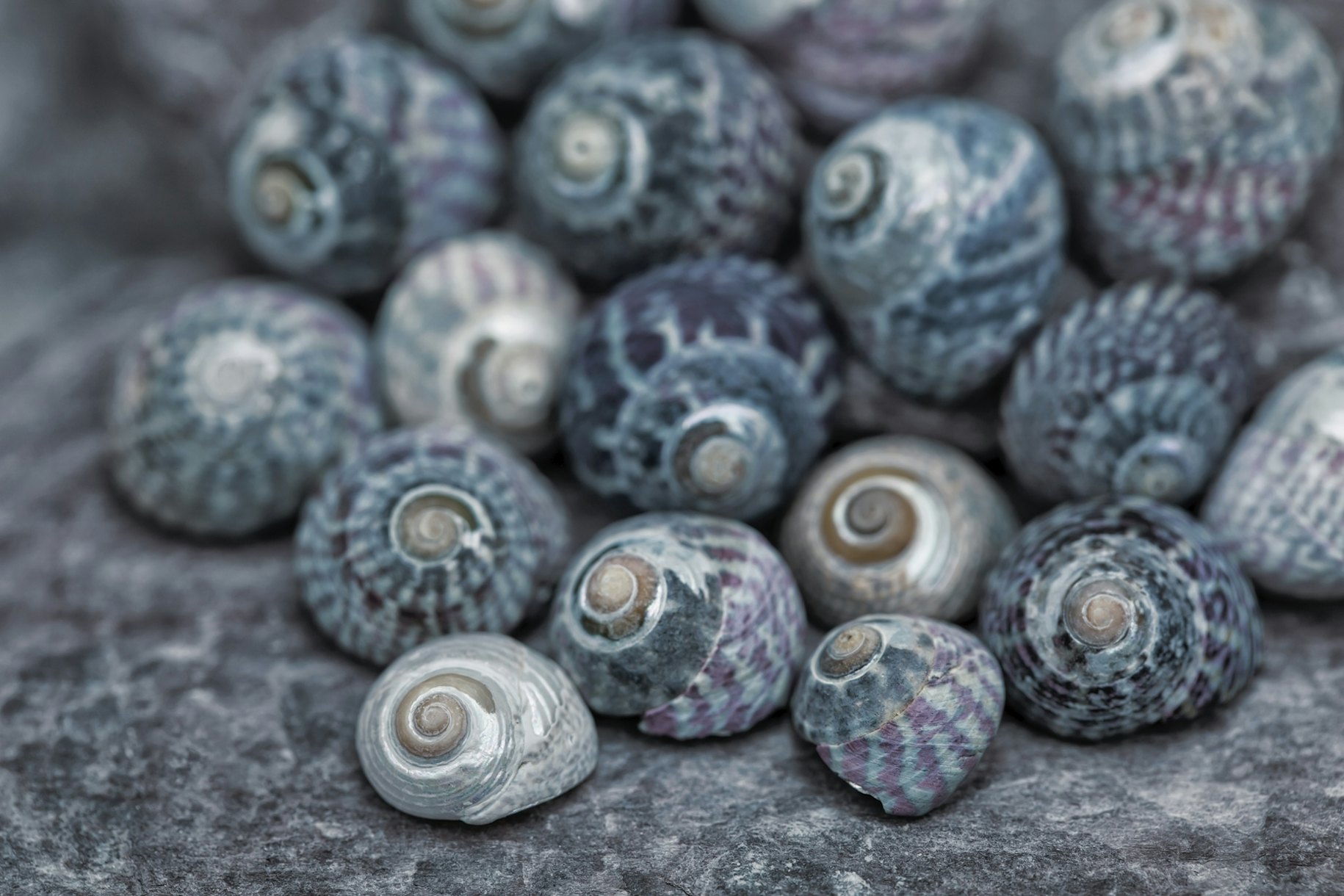 Blue Snail Shells wallpaper - Happywall