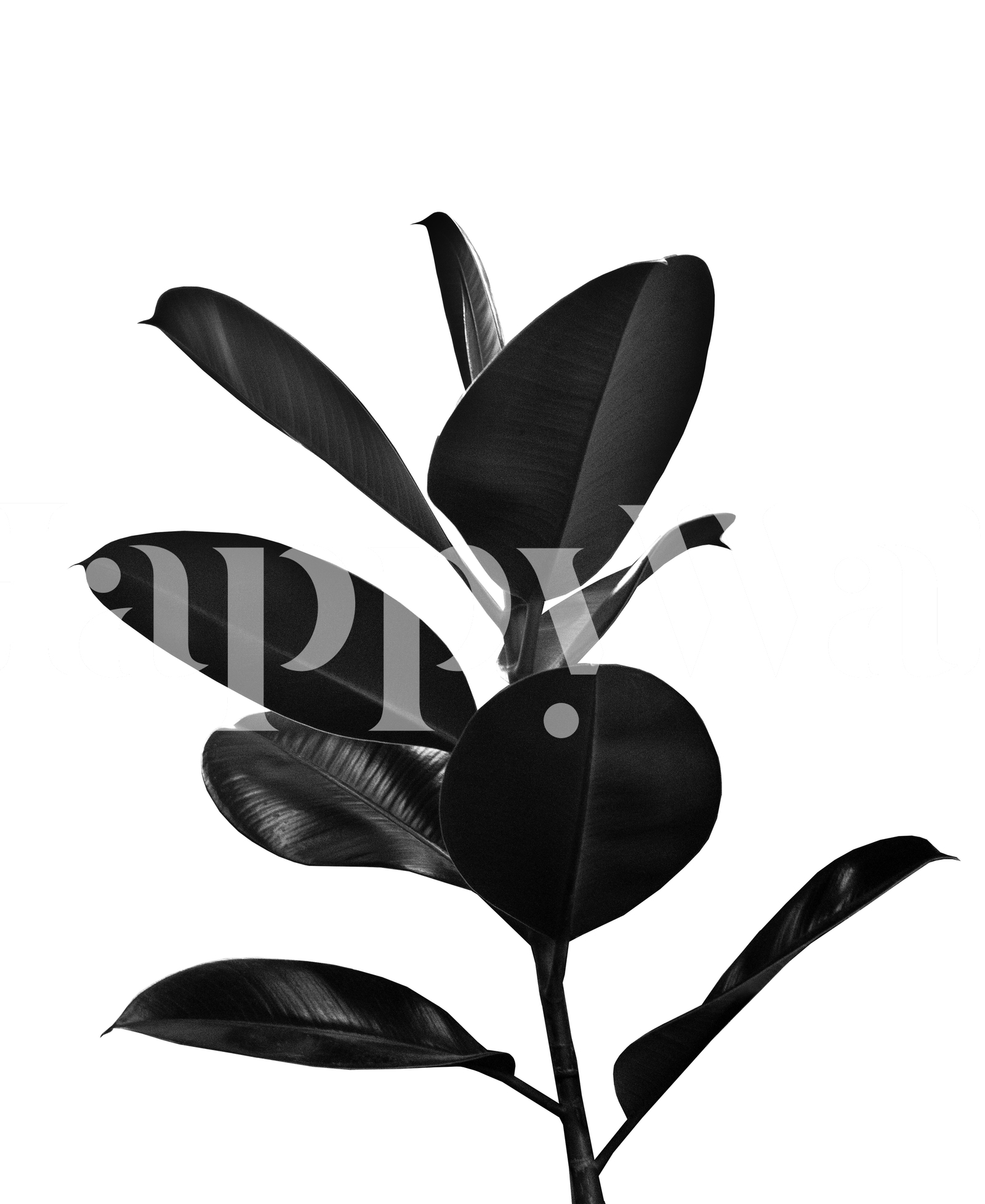 Buy Ficus Finesse 2 Wallpaper Online - Happywall