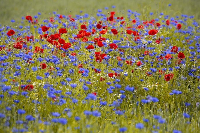 Blue Red Bloom Field Wallpaper | Happywall