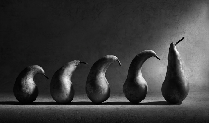 Evolution Wallpaper | Black and White Mural | Happywall