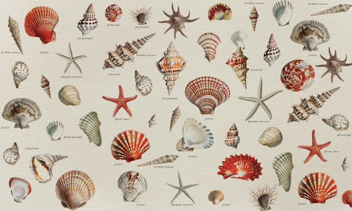 Vintage Seaside Shells Collection | happywall.com