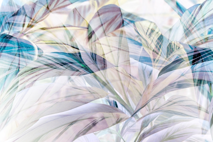 Transparent Leaf Pattern Wallpaper