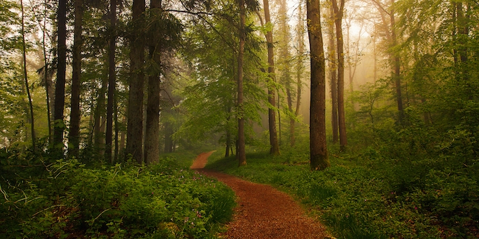 The Red Path Wallpaper - Buy Online | Happywall