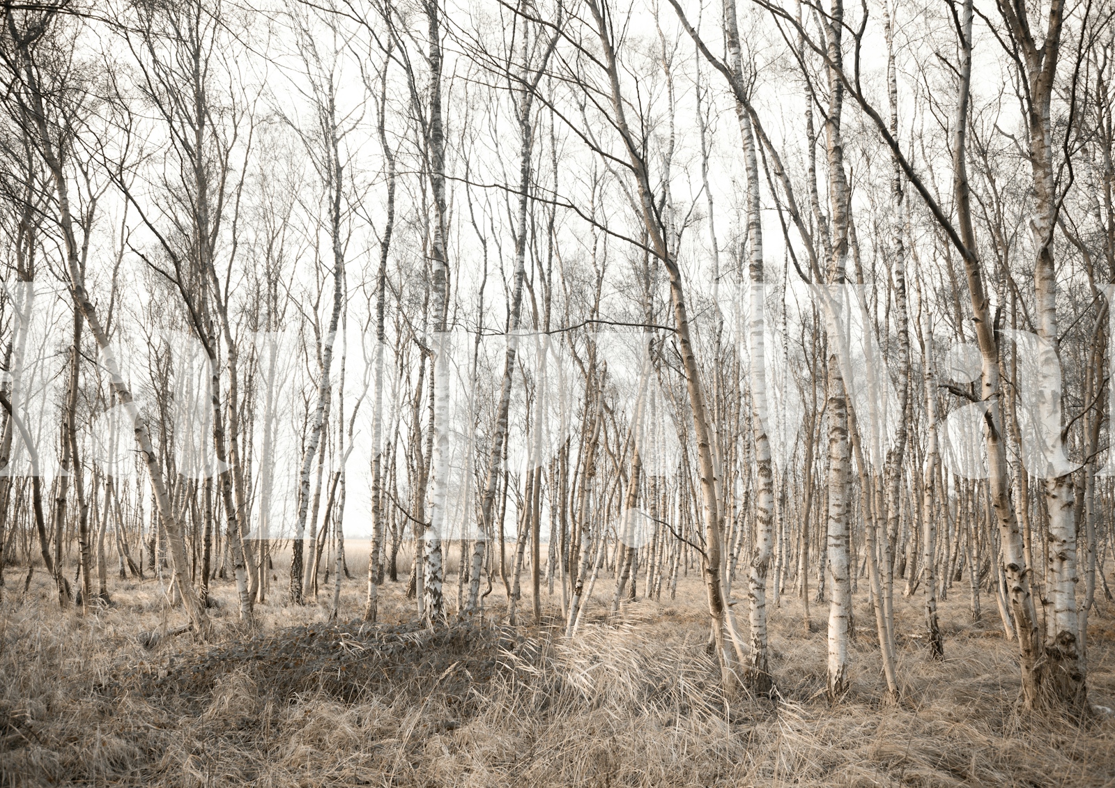 Small Birch Tree Forest Wallpaper - happywall.com