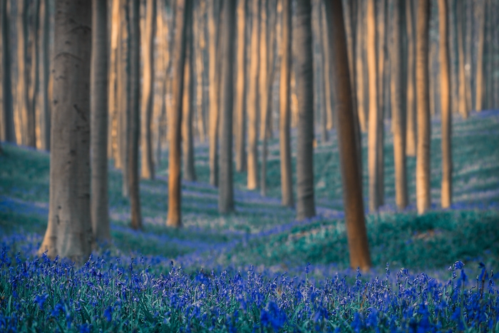 Blue Floral Forest Wallpaper