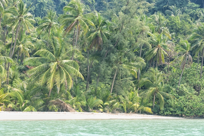 Serene Beachfront Forest Wallpaper