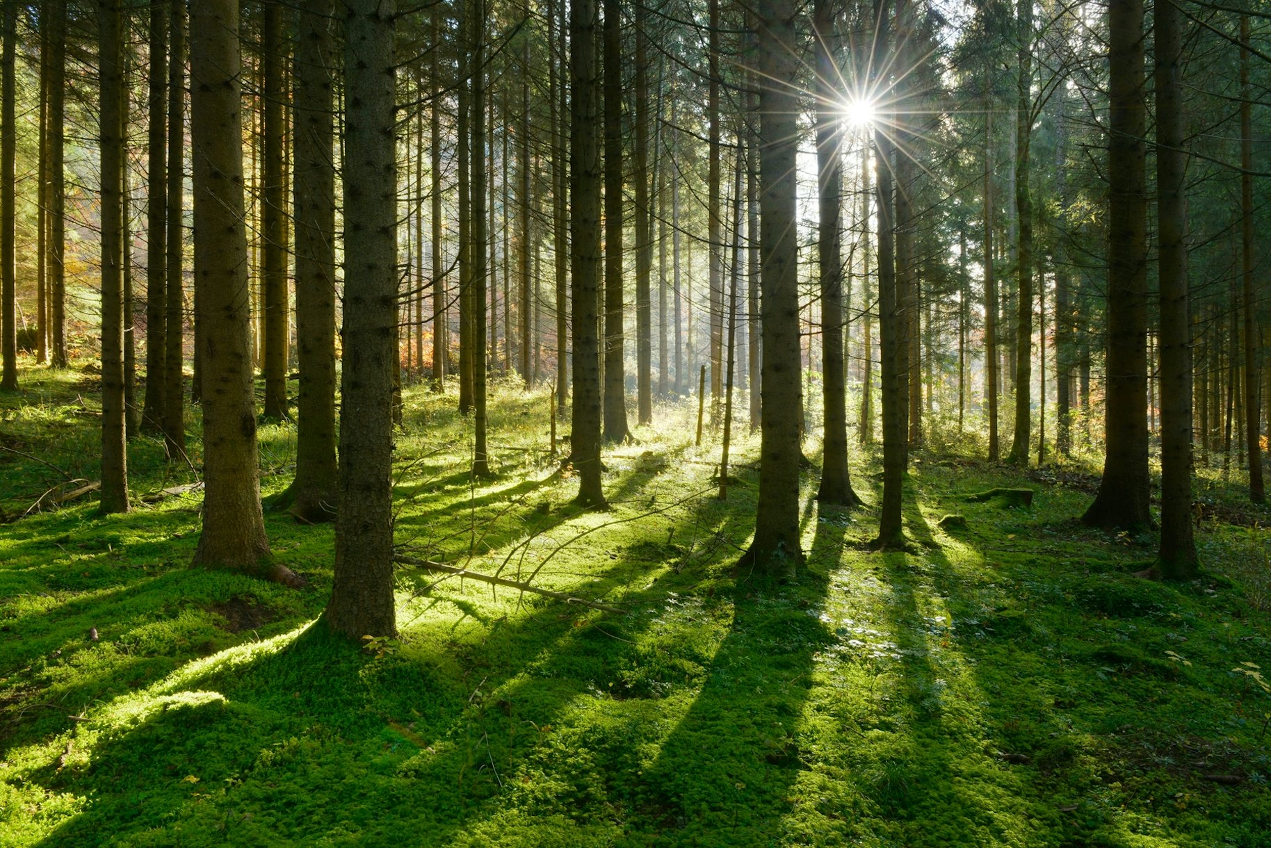 Sunbeams in the Woods Wallpaper - Buy Online | Happywall