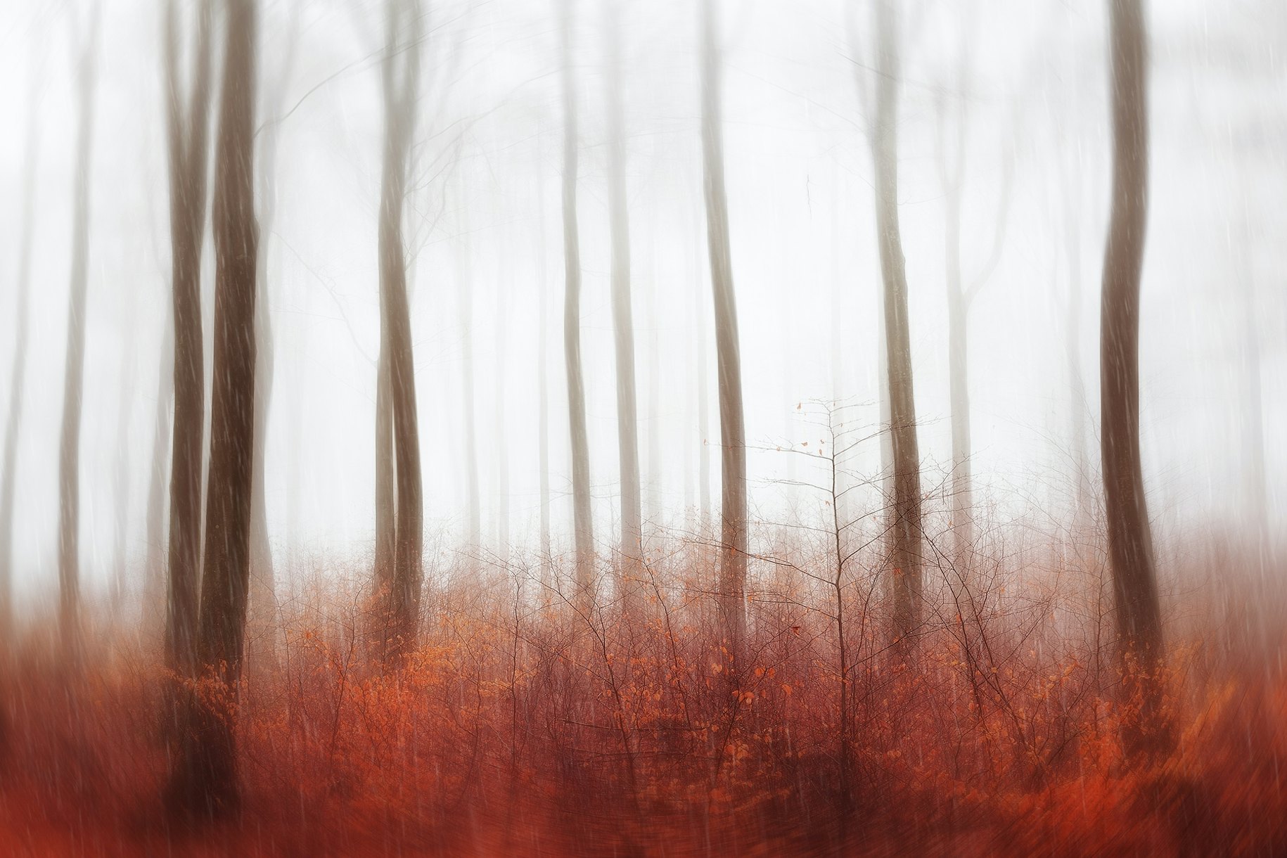 Endless Woods Wallpaper | Stunning Nature Wall Mural | Happywall