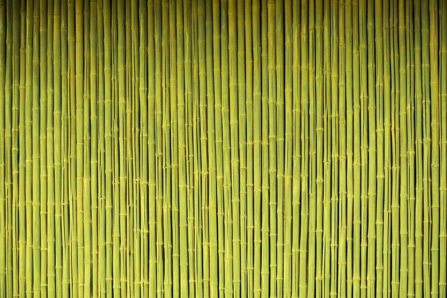 Green bamboo wallpaper - Happywall