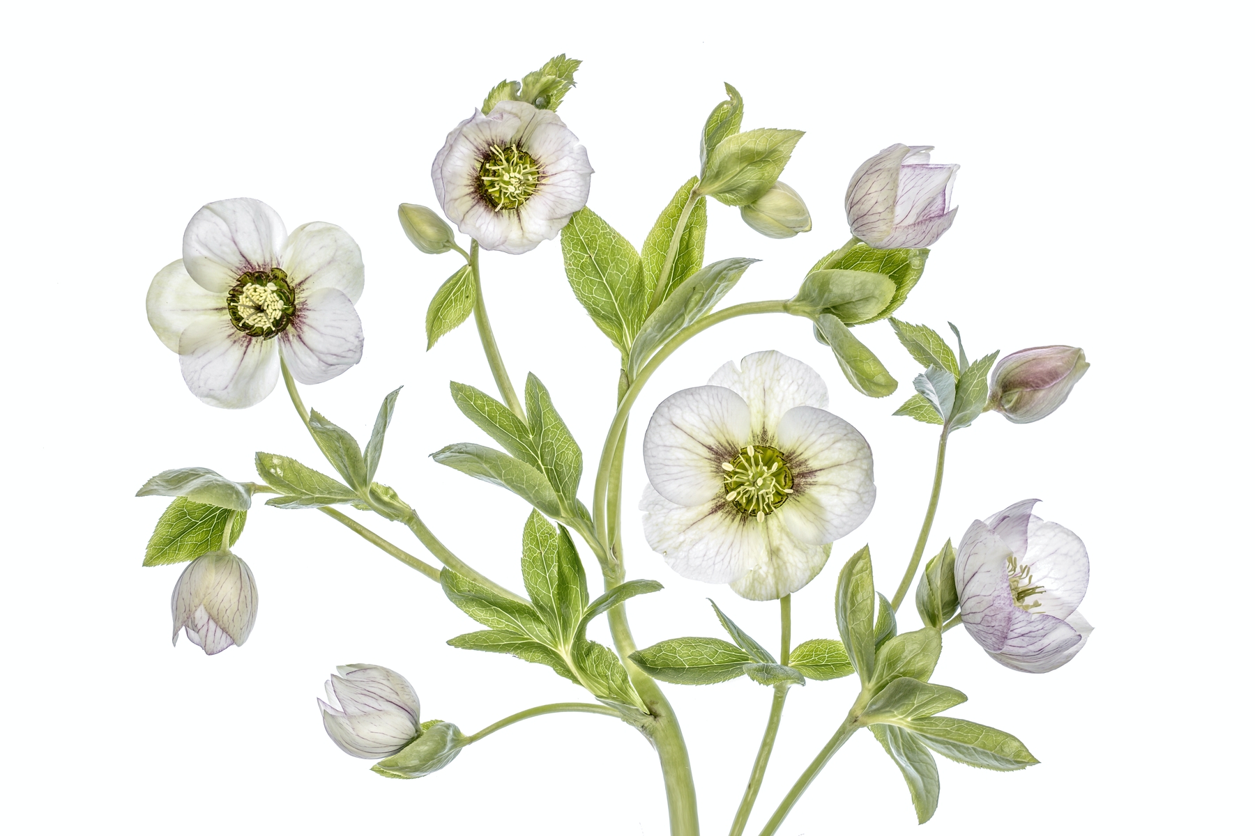 Hellebore Wallpaper - Beautiful Flower Pattern for your Home | Happywall