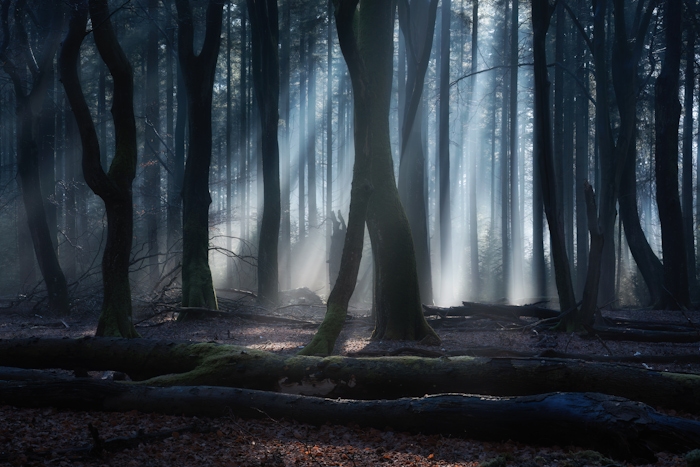 Tranquil Forest Escape Wallpaper | happywall.com