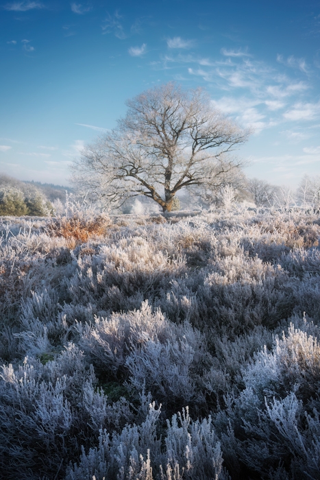 Ethereal Winter Scene Wallpaper