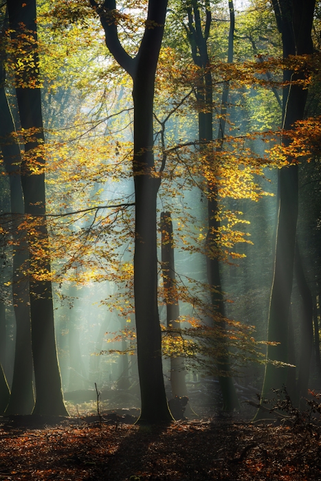 Mystical Woodland Wallpaper for Nature Lovers