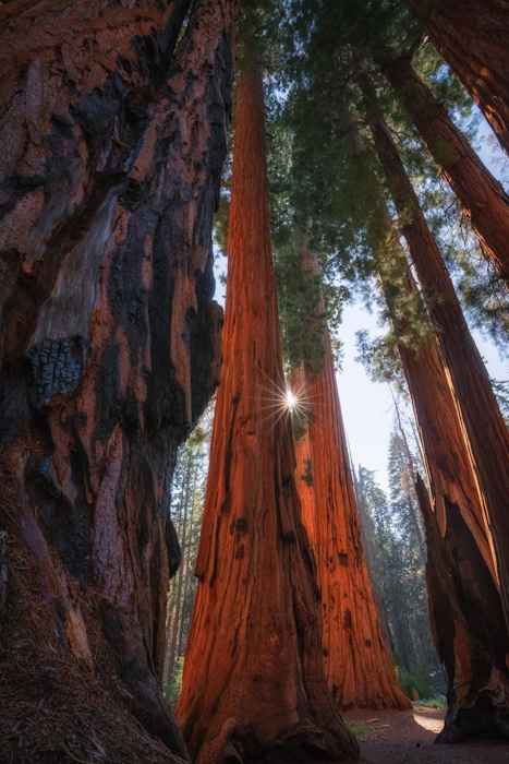 Sequoia Tree Forest Wallpaper
