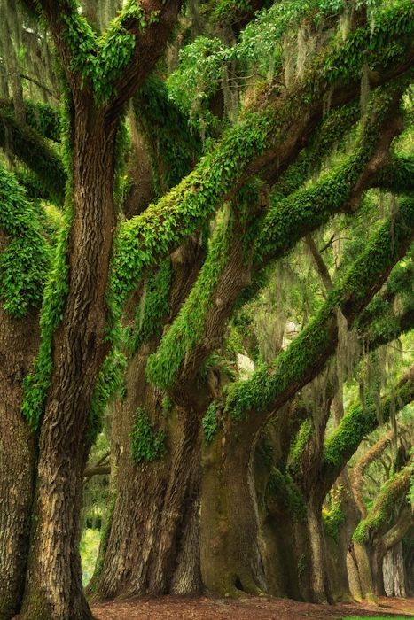 Lush Green Tree Wallpaper for Cozy Rooms