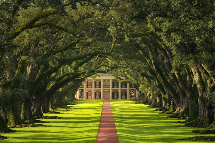 Enchanted Oak Alley Wallpaper - Happywall