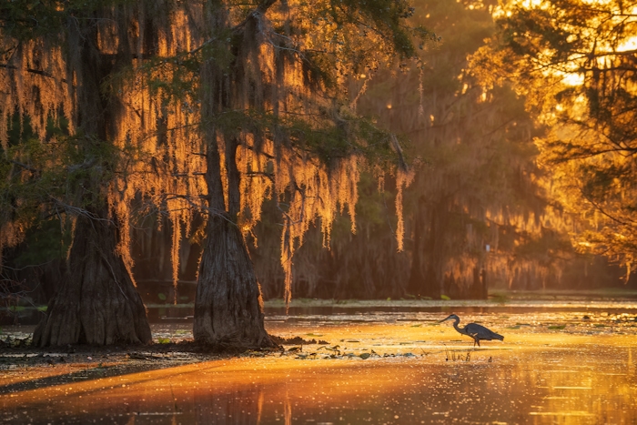 Sunlit Swamp Serenity Wallpaper - happywall.com