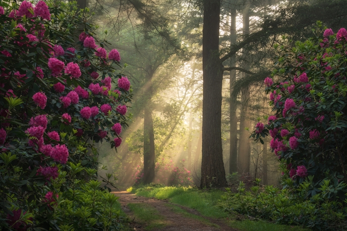 Morning Sunlight Pathway Wallpaper - happywall.com