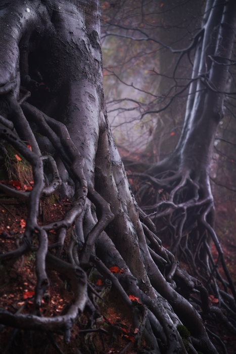 Mystical Forest Roots Wallpaper - Happywall.com