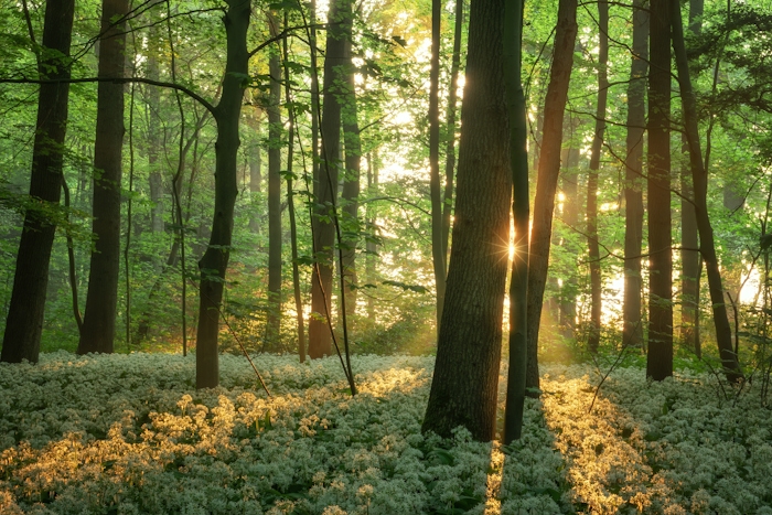 Sunlit Forest Serenity Wallpaper