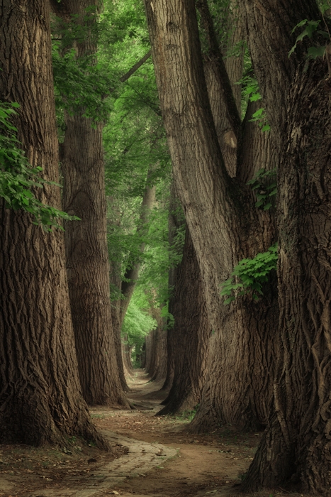 Majestic Tree Lined Trail Wallpaper | happywall.com