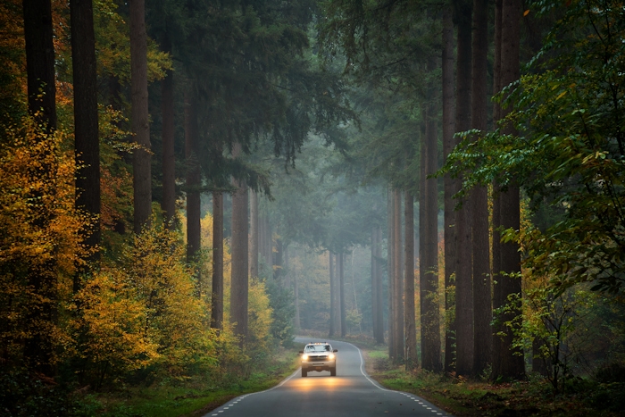 Misty Forest Drive Wallpaper | happywall.com