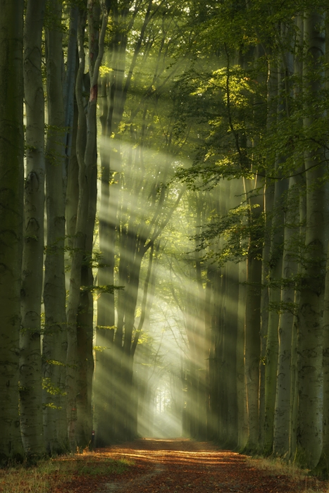 Sunshine Through Trees Wallpaper | Happywall