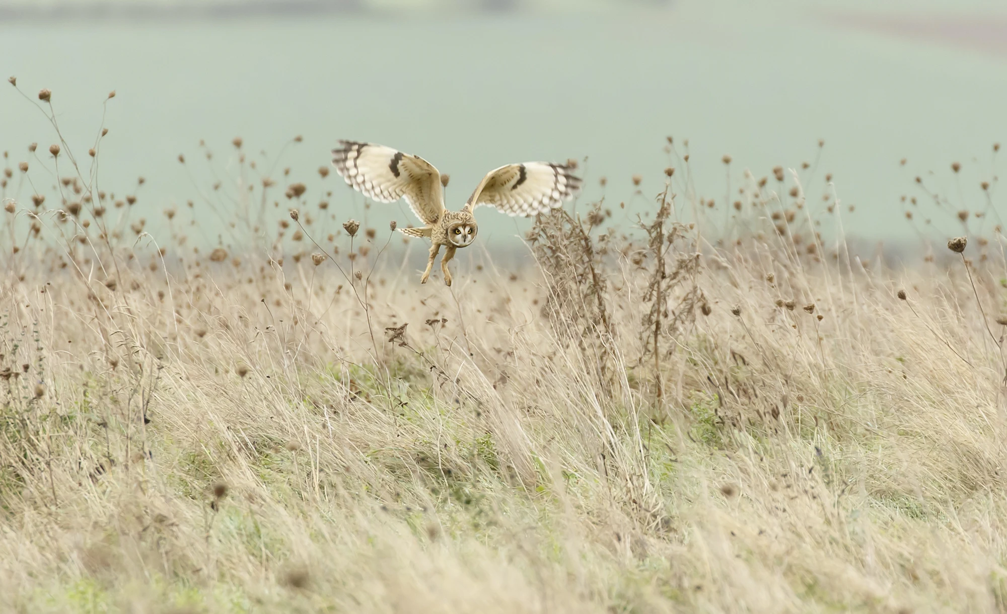 Hunting Short-Eared Owl Wallpaper | Happywall