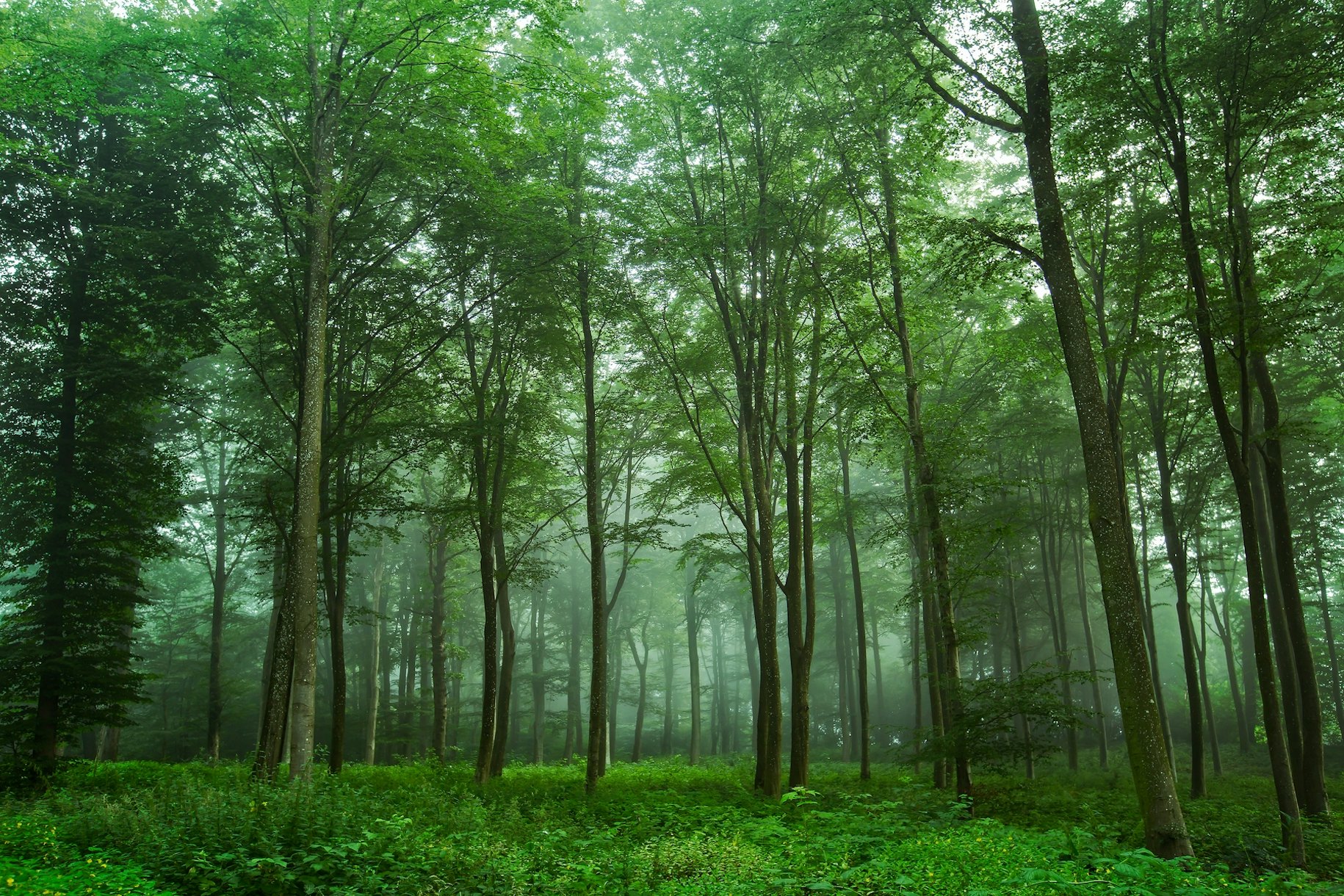 Forest View Wallpaper - Bring Nature Indoors | Happywall
