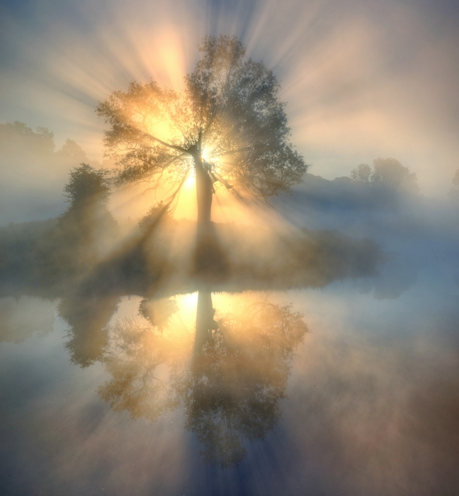 Tree of Light Nature Wallpaper