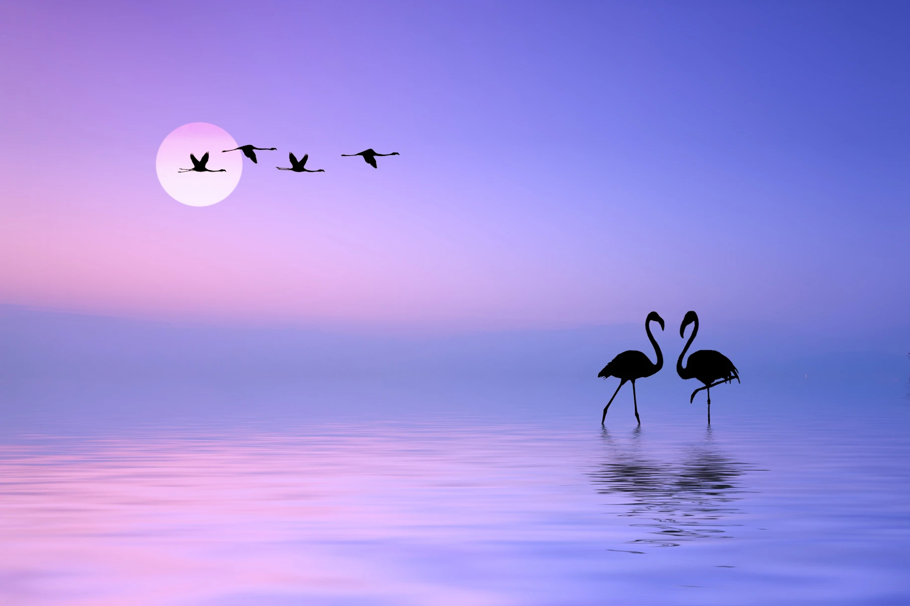 Flying Flamingo wallpaper - Happywall