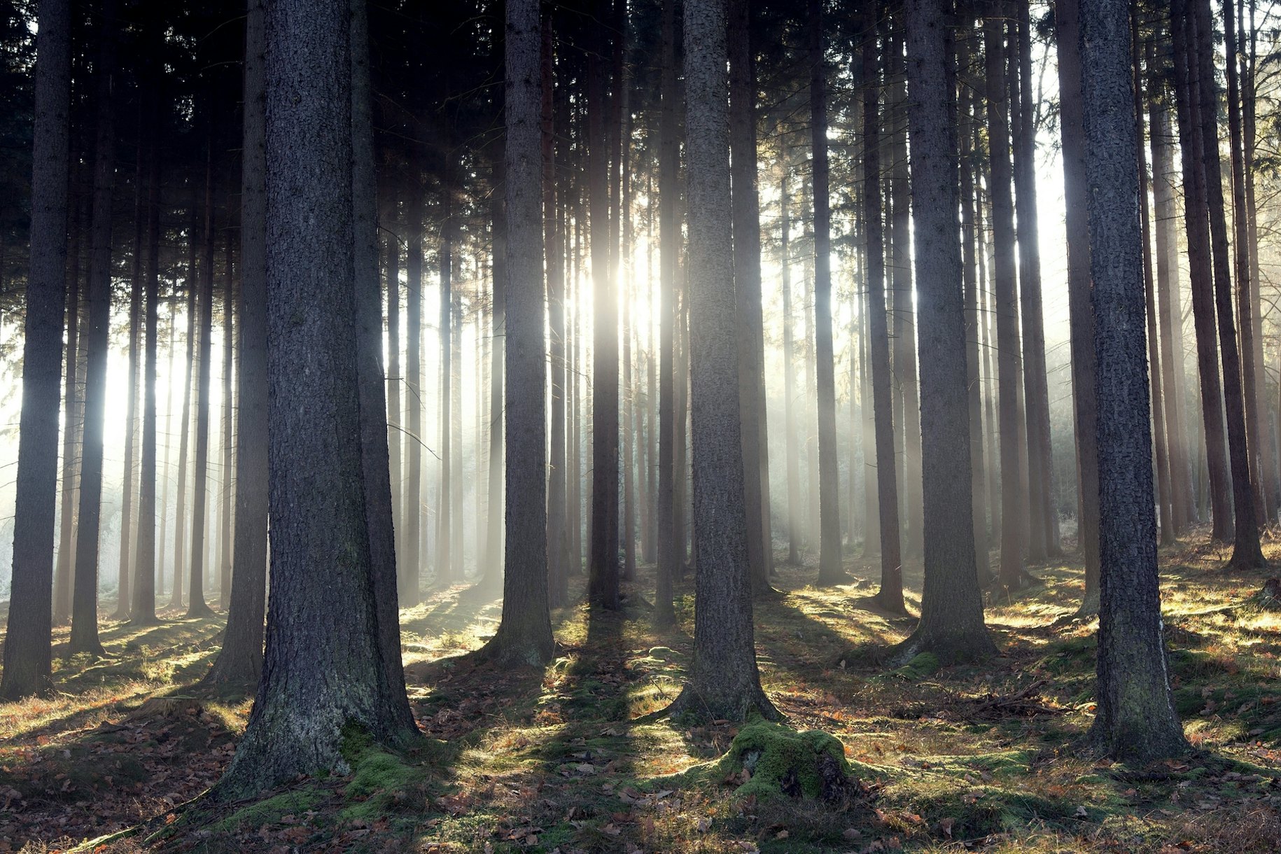 Sun Rays Through Trees Wallpaper - Happywall