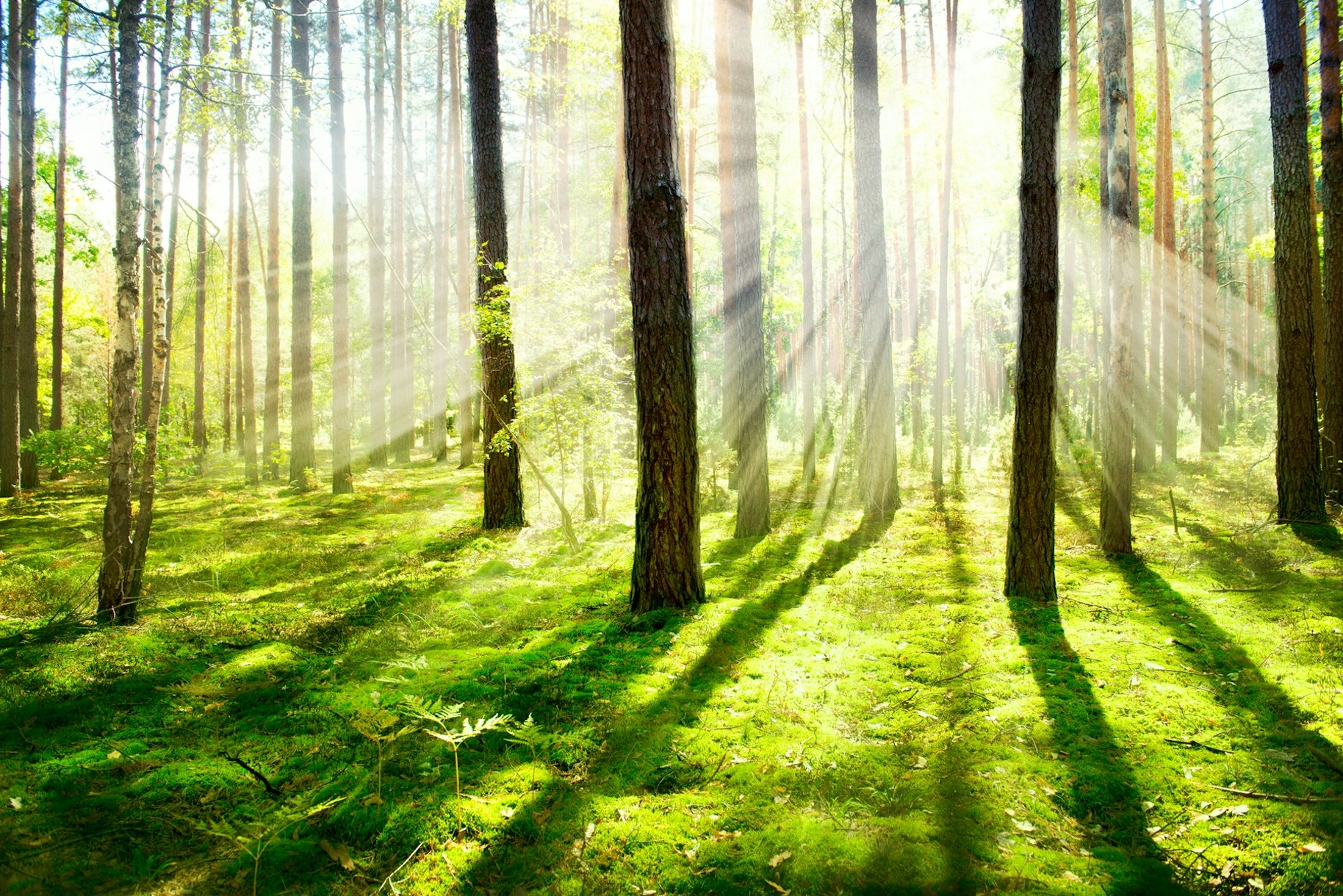 Forest Light 2 Wallpaper - Beautiful & Serene | Happywall
