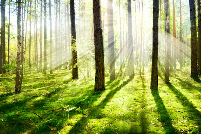 Forest Light 2 Wallpaper - Beautiful & Serene | Happywall
