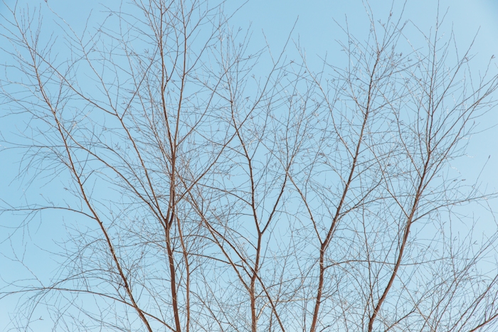 Ethereal Bare Trees Wallpaper | happywall.com