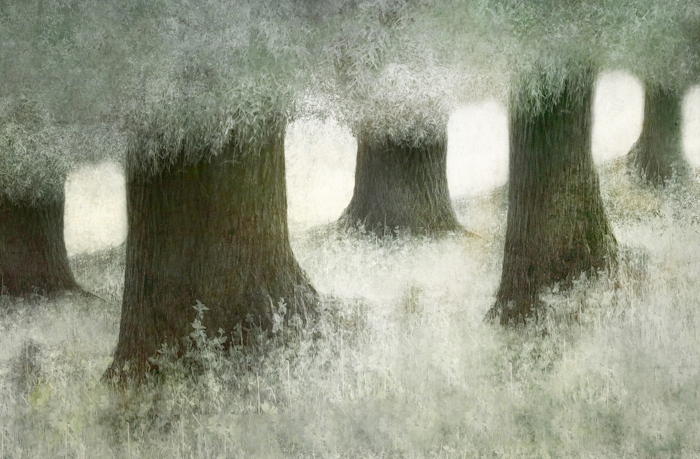 Forest Trees Textured Wallpaper