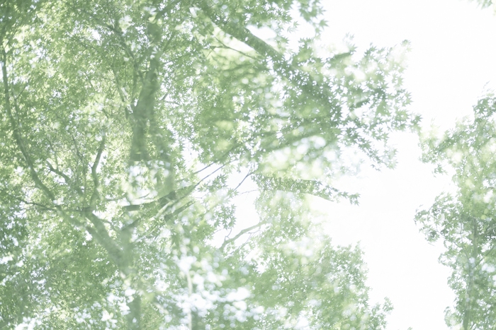 Leafy Canopy Wallpaper - happywall.com