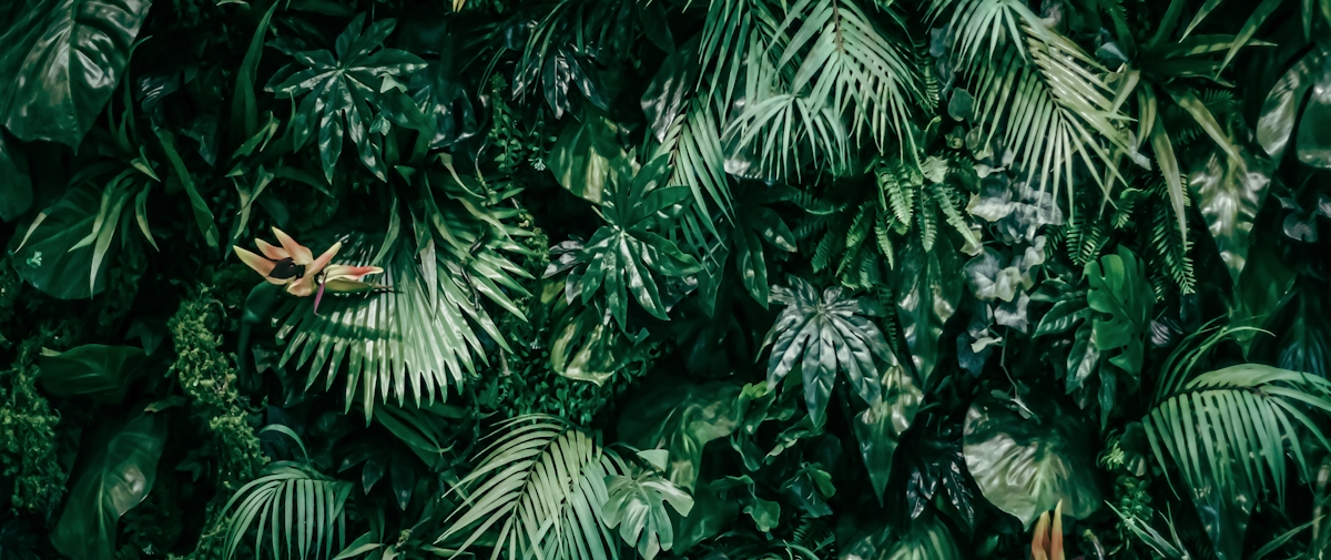 Tropical Leafy Green Wallpaper for Home Decor