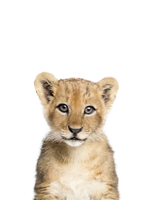 Baby Lion Wallpaper for Kids Room