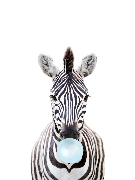 Baby Zebra Bubble Gum Wallpaper