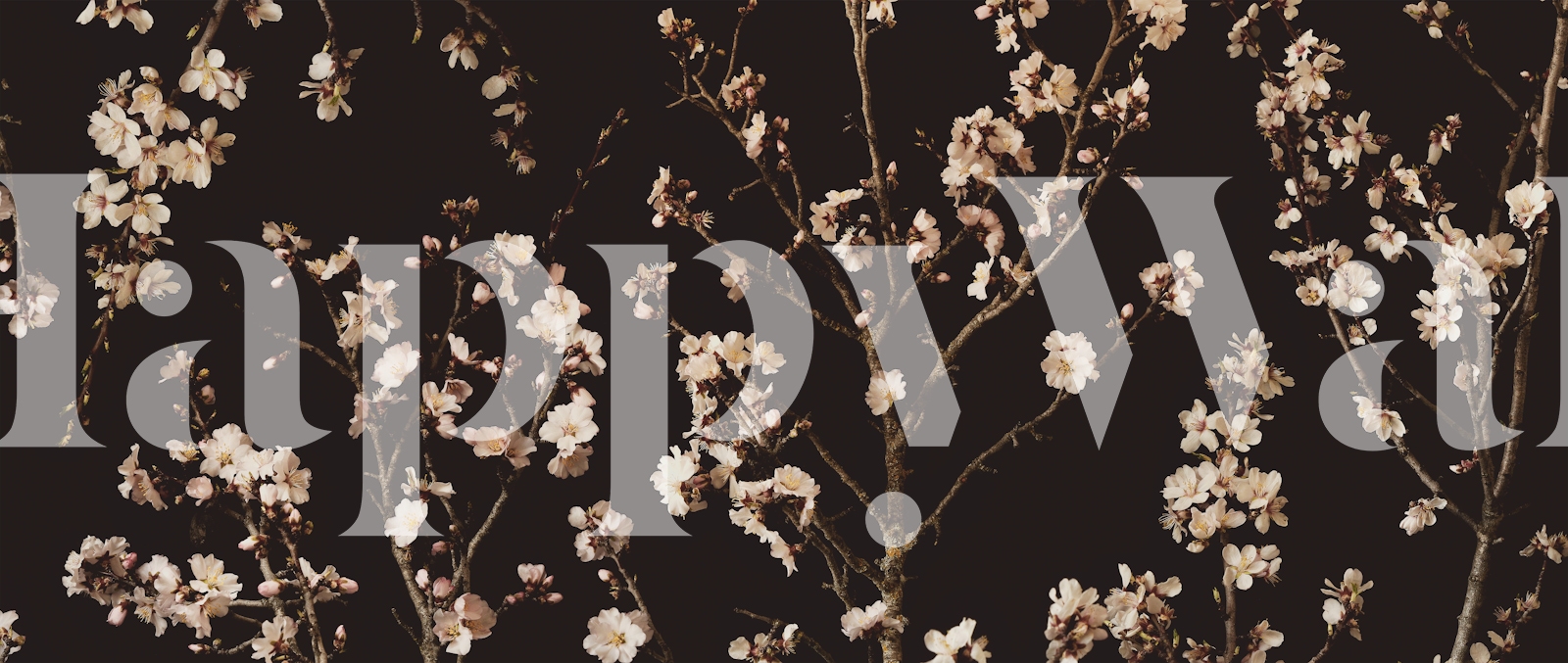 Cherry Tree Branches Wallpaper - Happywall.com