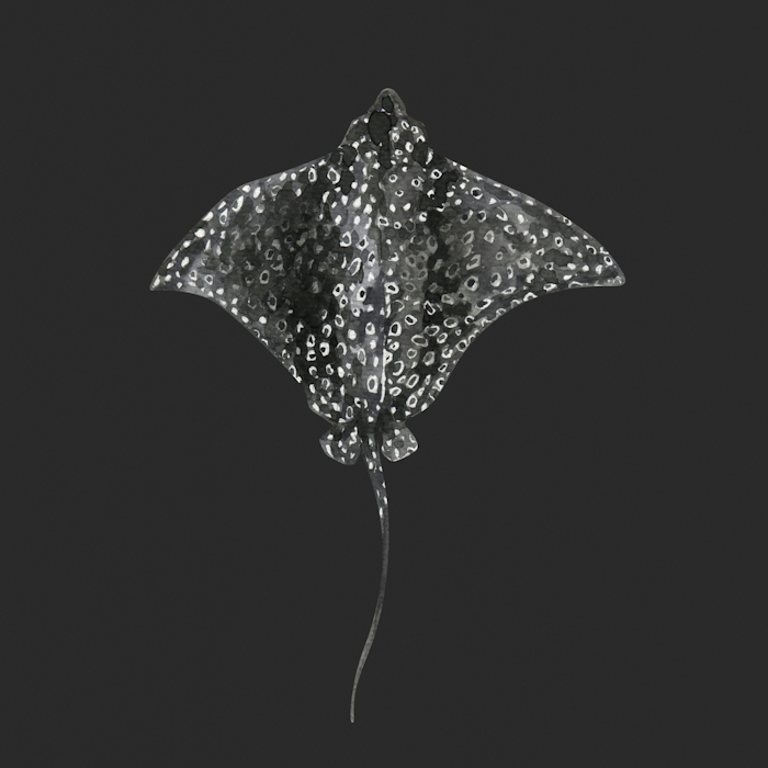Black Spotted Ray Wallpaper for Modern Decor